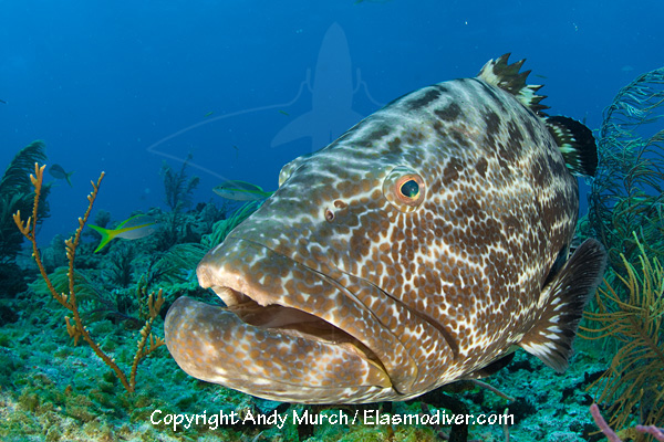 Black Grouper Pictures - images of Mycteroperca bonaci